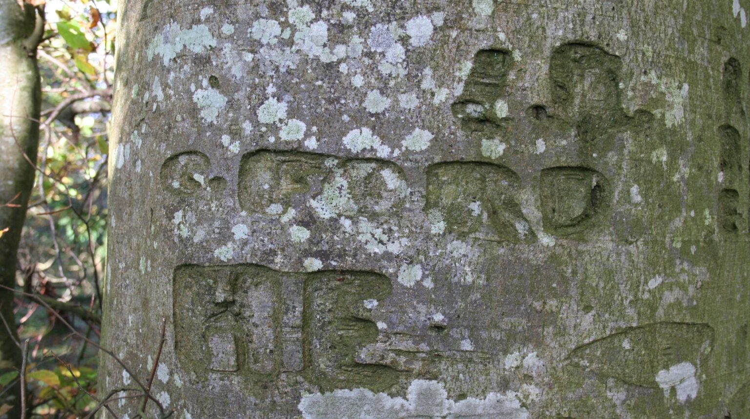 The Trees Remember (A WW2 Mystery) – Tally-Ho Corner