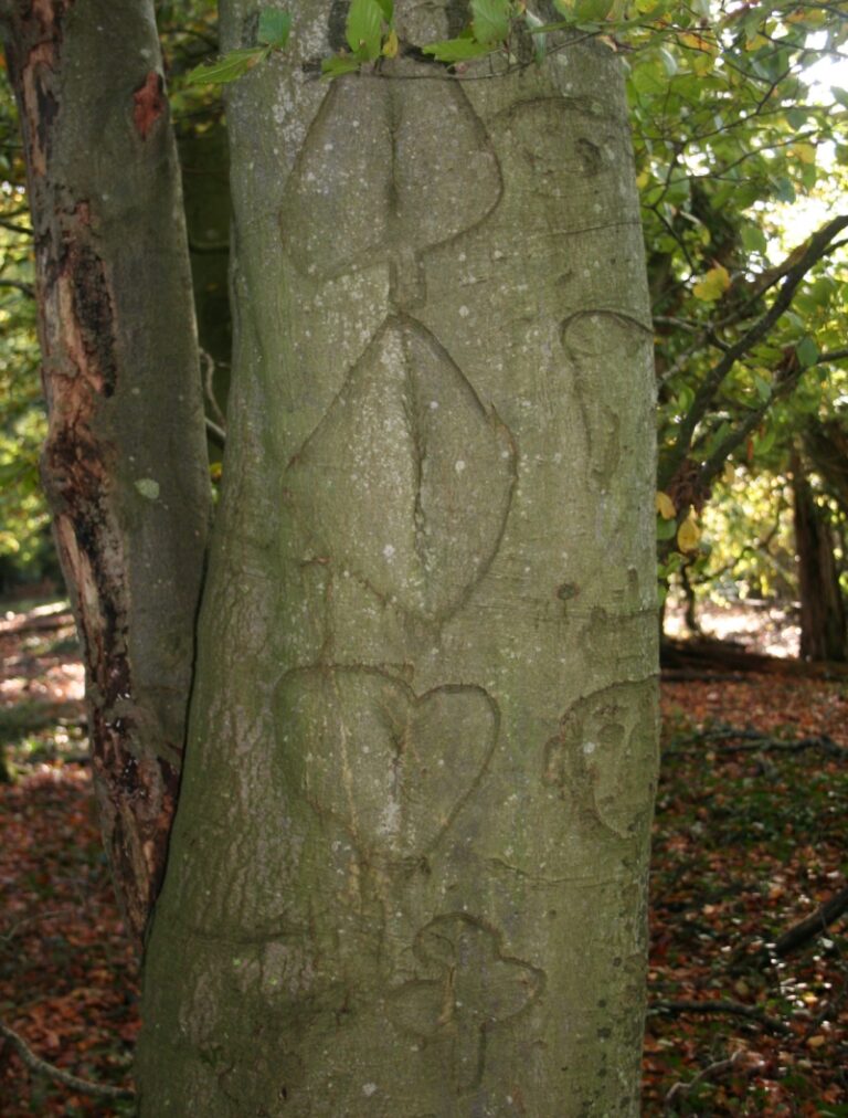 The Trees Remember (A WW2 Mystery) – Tally-Ho Corner